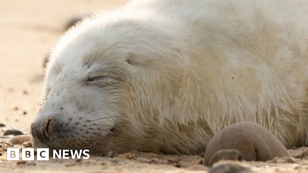 Norfolk colony of grey seals welcomes first pups of season - BBC News