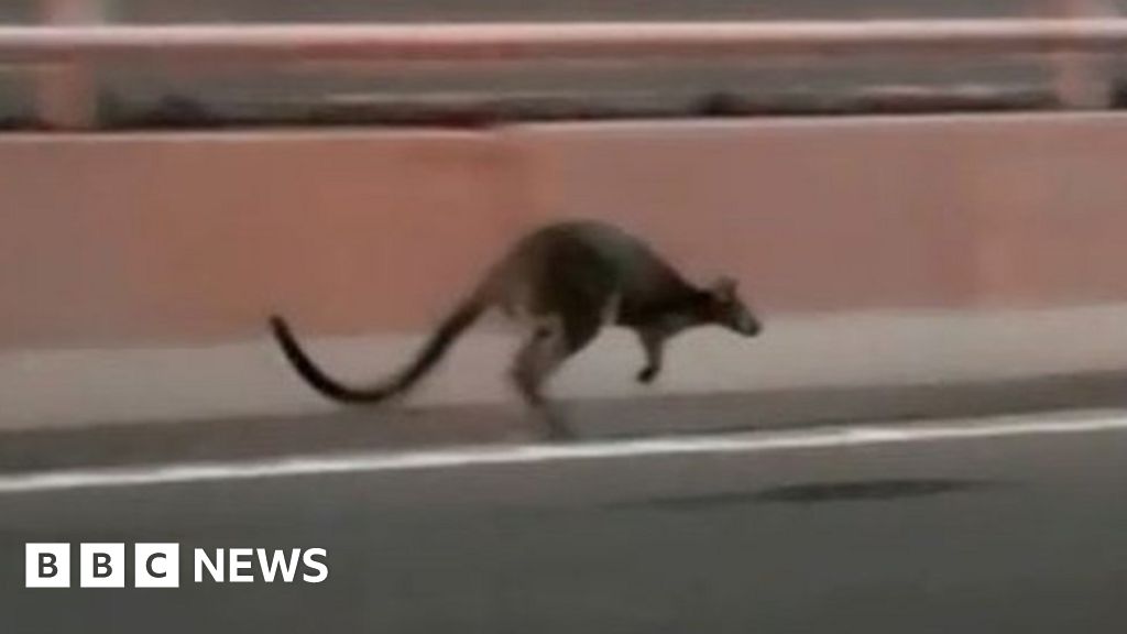 Wallaby captured after hopping across Sydney Harbour Bridge - BBC News