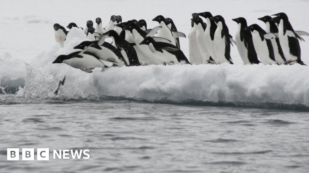 Penguin feathers record migration route - BBC News