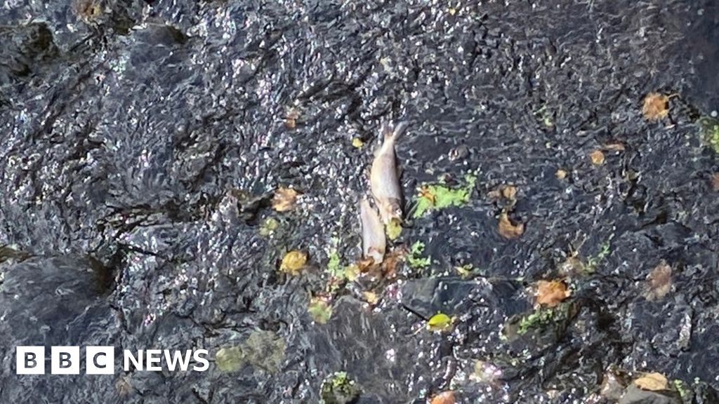 River Lagan 'major' fish kill reported - BBC News