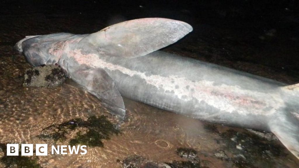 Dead 15ft basking shark washes up in Scotland - BBC News