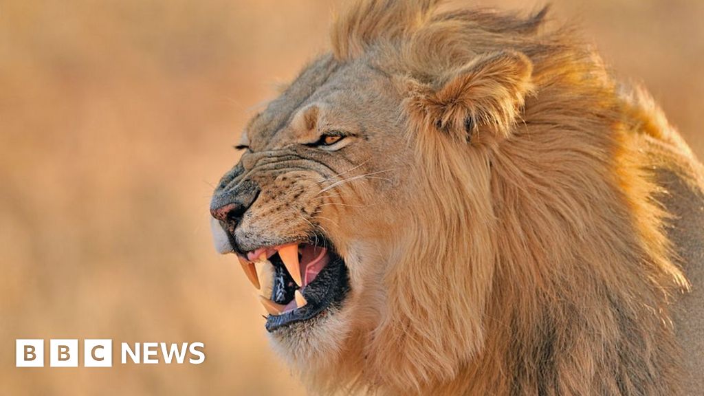 Conservative leadership race: outrunning the lion - BBC News