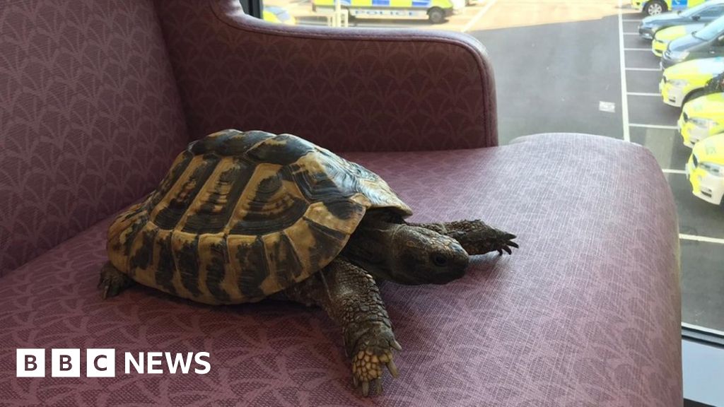Escaped tortoise 'hands itself in' to Exeter police - BBC News