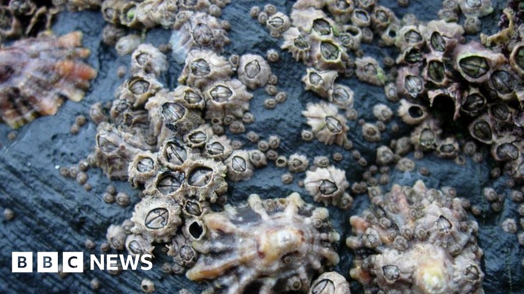 New Zealand and Fiji turn away 'dirty' ship over barnacles - BBC News