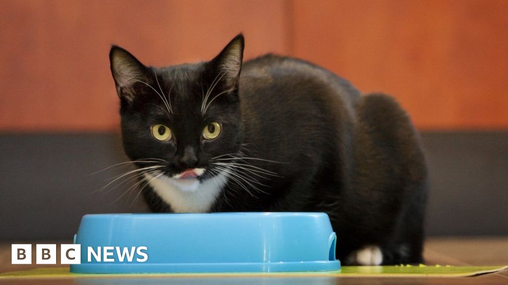 Cat attacks: Essex Police investigate five deaths