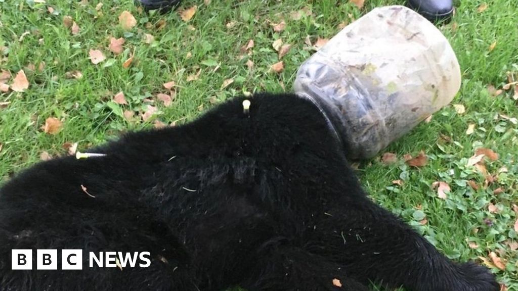 Buckethead the bear cub's head freed from jar after three days - BBC News