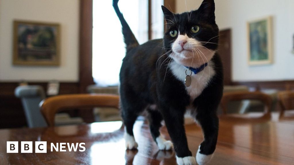Hammond: Foreign Office cat has Twitter following - BBC News
