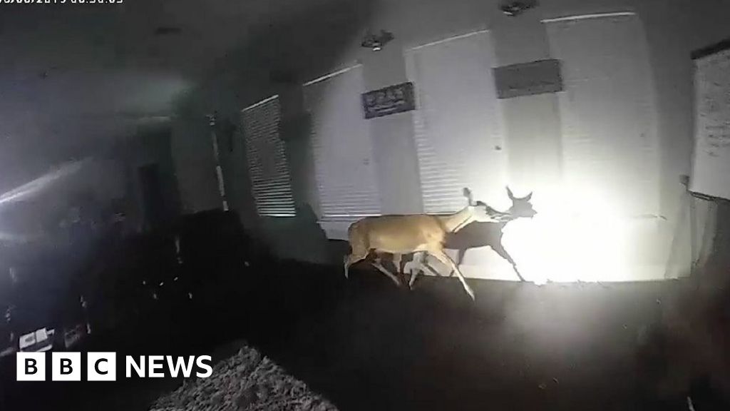 Police Look For Burglar And Find Deer