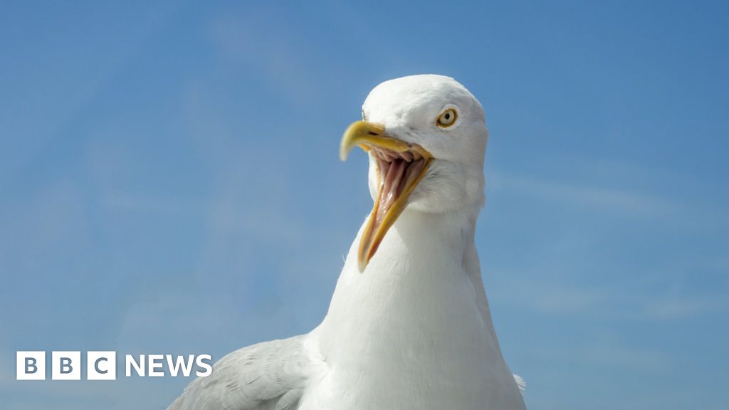 Swansea: Anti-seagull nets for Grade I-listed building - BBC News