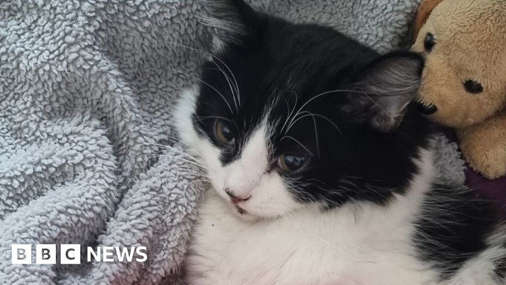 Bristol cat survives falling from fourth-floor flat