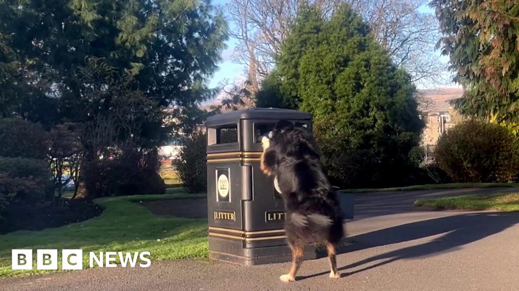 Meet Trinny the litter picking eco dog - BBC News
