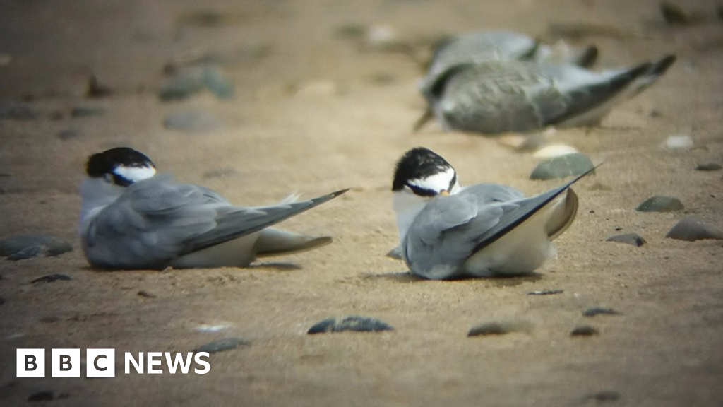 Little terns at Gronant dunes defy storm for a record year - BBC News