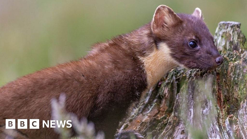 Steps taken to boost the south of Scotland pine marten population - BBC ...