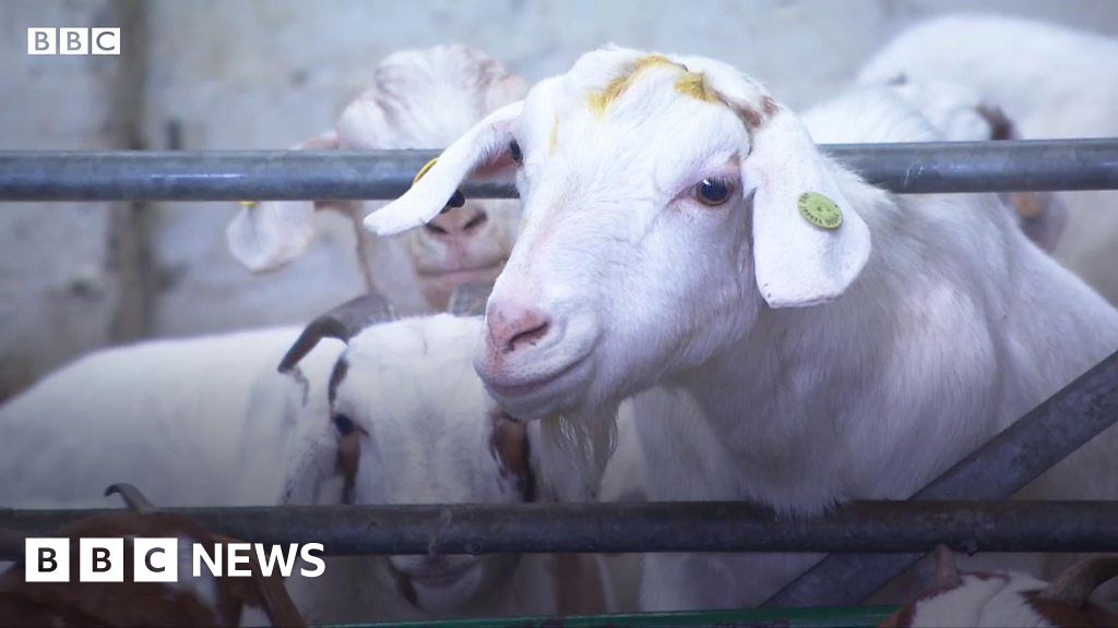 Covid: The goat for Zoom hire named after Jackie Weaver - BBC News