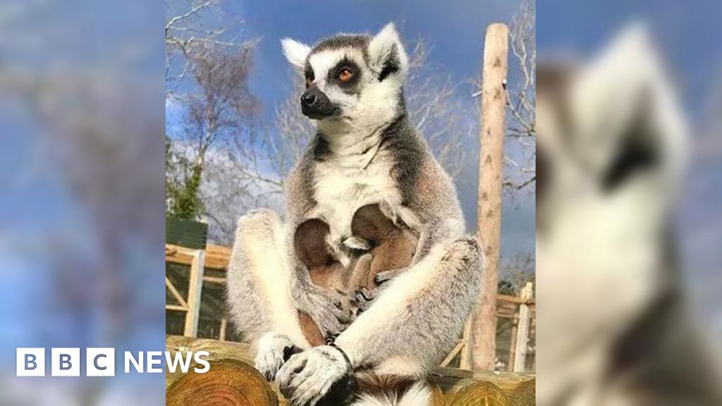 Endangered lemur twins born at Isle of Man wildlife park