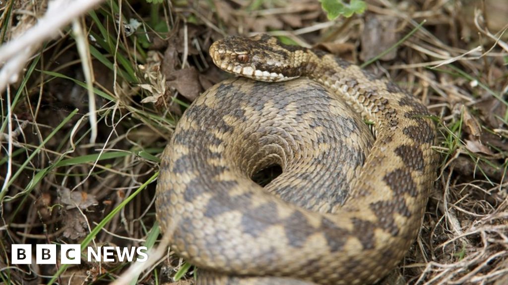 Dog dies after 'adder bite' in Stirling garden - BBC News