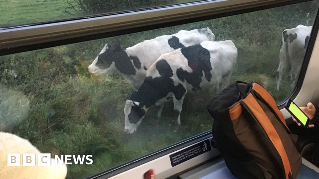 Trains delayed by cows on the line in Mortimer - BBC News