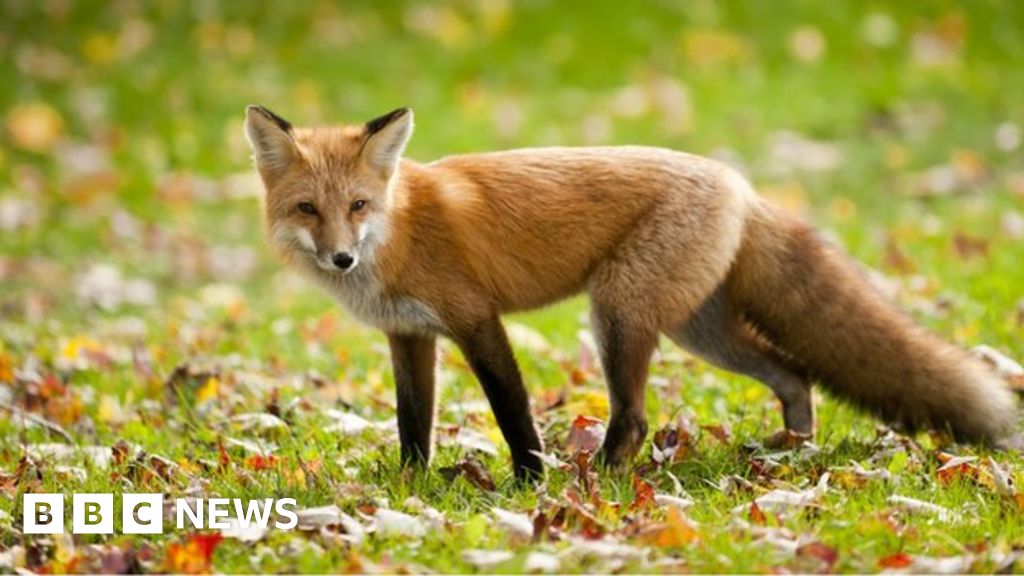 Cheshire police commissioner urges fox hunting law rethink