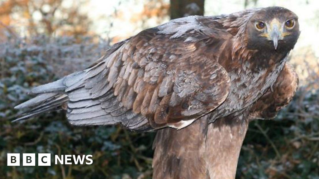 Golden eagle missing from Hemingstone aviary - BBC News