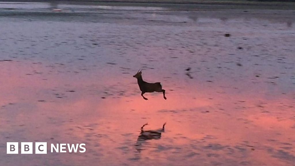Bouncing deer spotted by walker on beach in Poole - BBC News