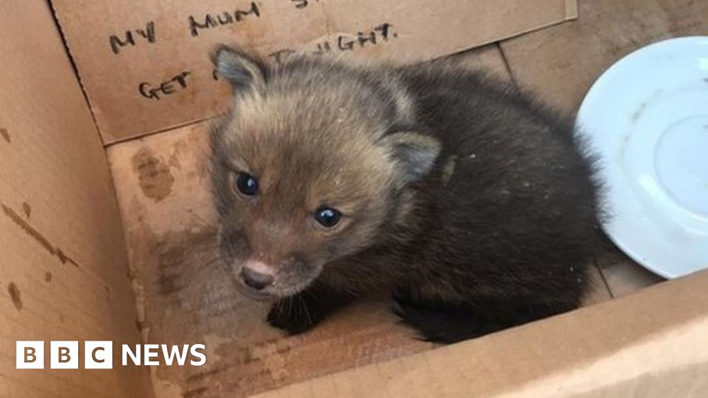 Fox cub rescued from shop cavity wall in London - BBC News
