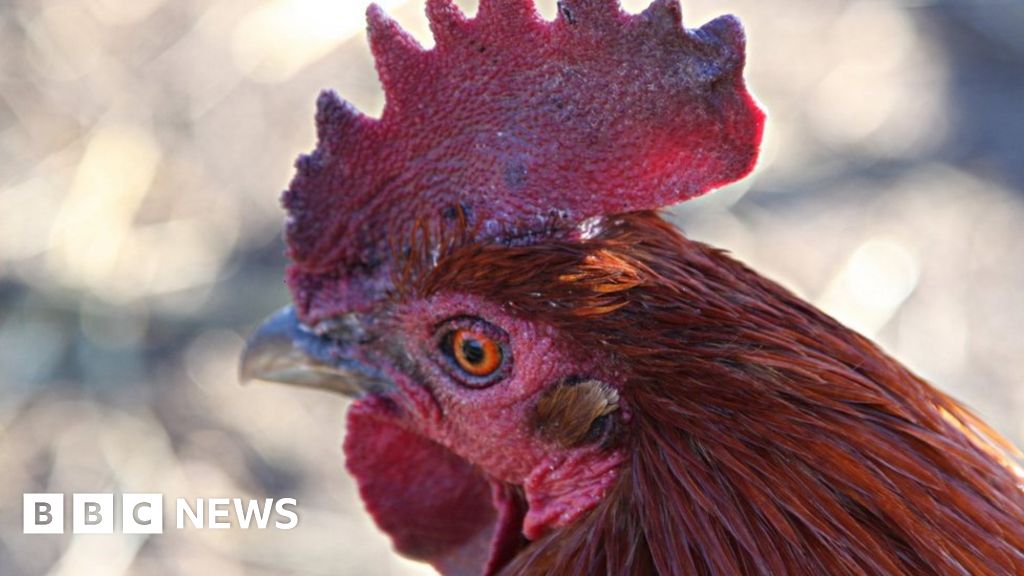 Bird flu confirmed in poultry in Cornwall - BBC News