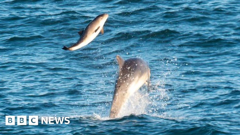 Dolphin and porpoise pairing seen in Newquay and St Ives - BBC News