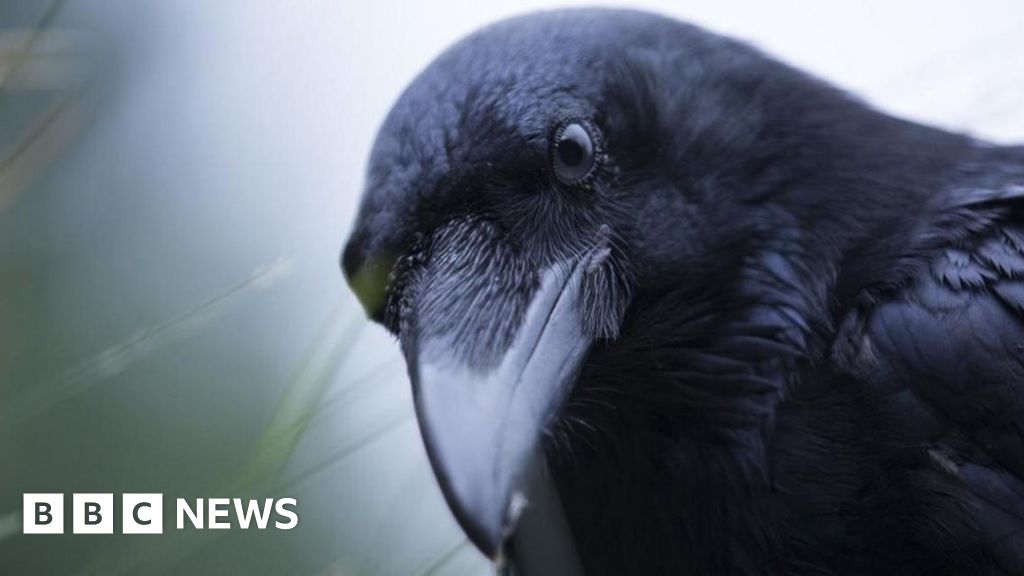 Scottish Natural Heritage defends raven-killing licence