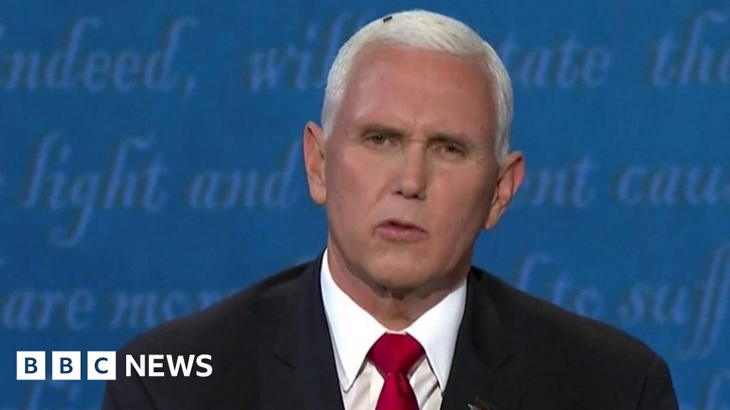 US election 2020: Fly steals the show at vice-presidential debate - BBC ...