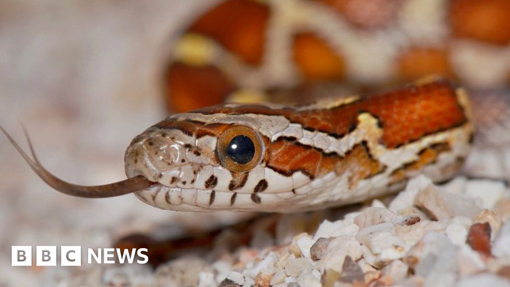 Snake captured at Inverness' Raigmore Hospital - BBC News