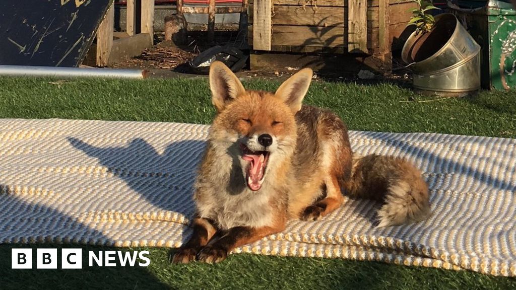 Fox on a hot London roof trends on Twitter - BBC News