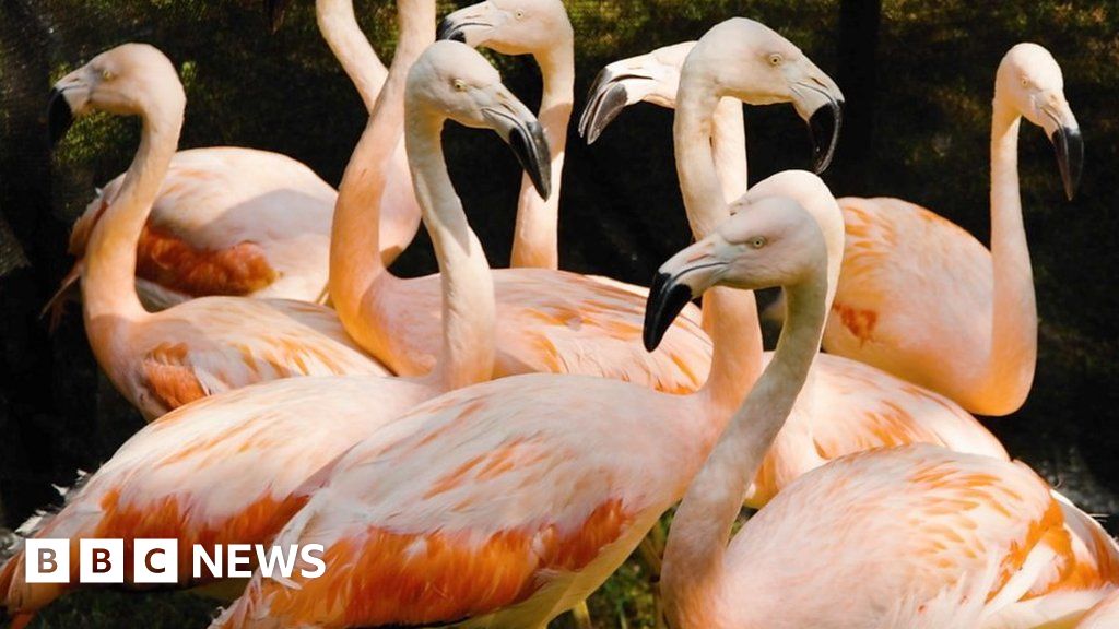 Flamingos arrive at new home...in cardboard boxes