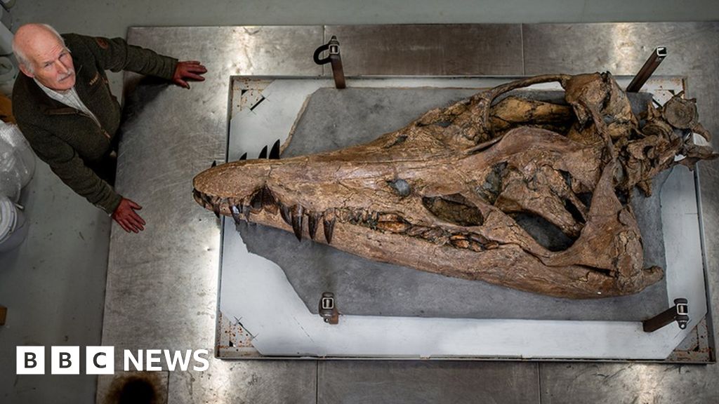 Pliosaur discovery: Dorset fossil attracts record visitors to museum