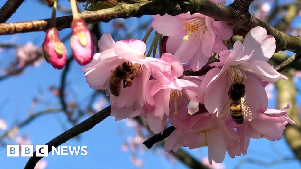 Spring arrival: Public to capture new season in words