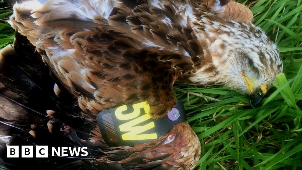 Rare red kite shot dead in County Down - BBC News