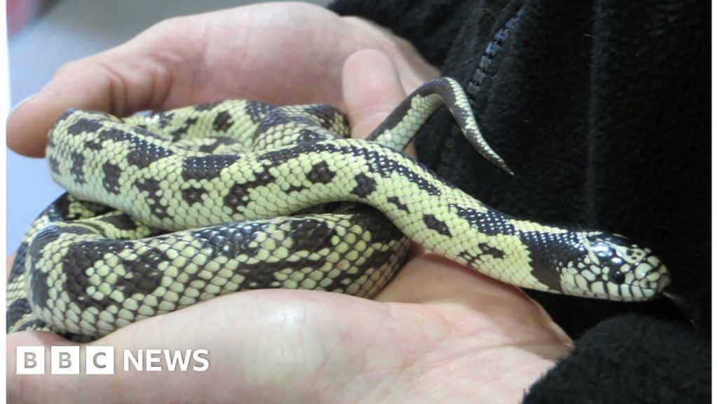 A 2ft-long snake is found in cutlery drawer in Leith - BBC News