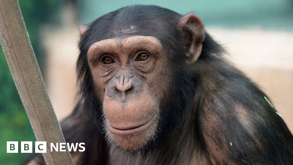 Chimps can play rock-paper-scissors