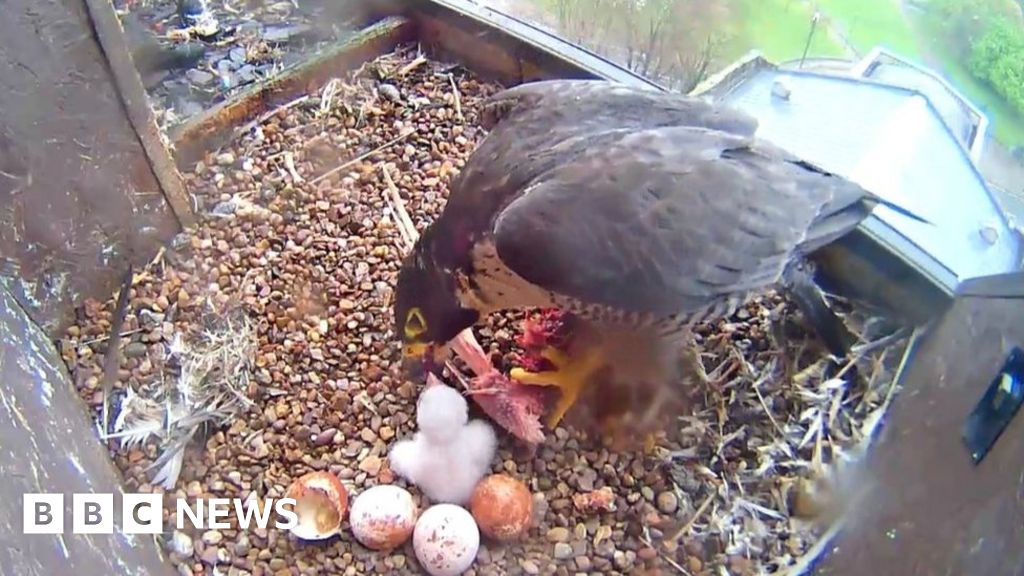 First Derby Cathedral peregrine chick hatches - BBC News
