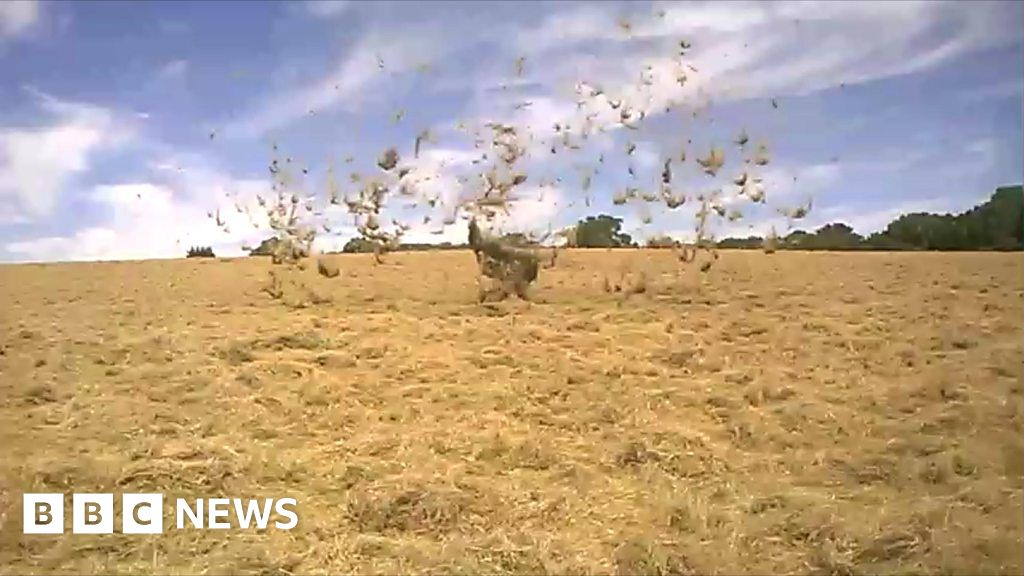 West Sussex dust devil: Farm's hay sent into spin - BBC News