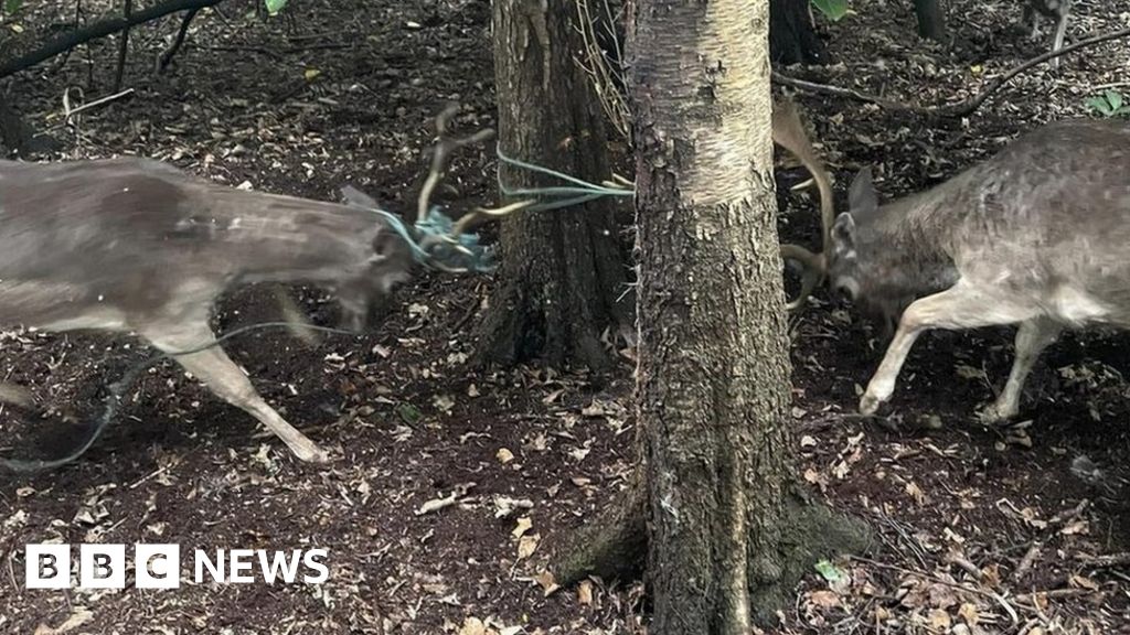Rescue operation as two deer get tangled in rope in Derbyshire - BBC News