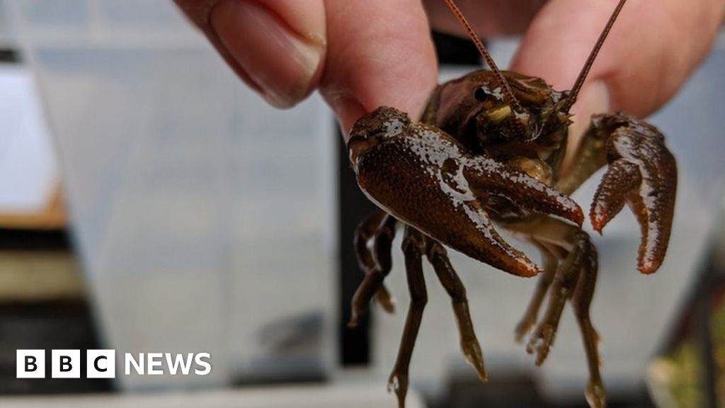 Experts have 'hope' for plague-hit Gloucestershire crayfish