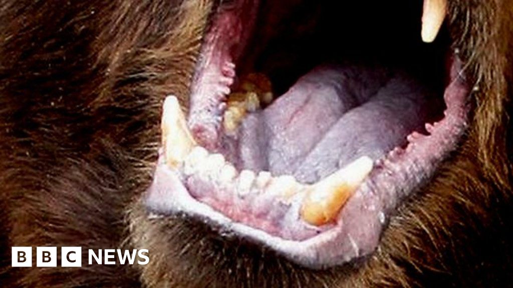 Bear gets root canal treatment - BBC News