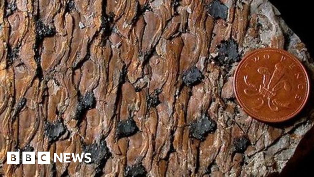 Brymbo's fossil forest given SSSI protected status - BBC News