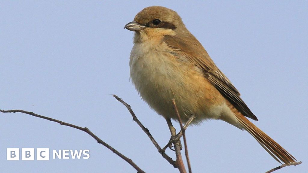 'Butcher bird' shrike spotted in South Tyneside - BBC News