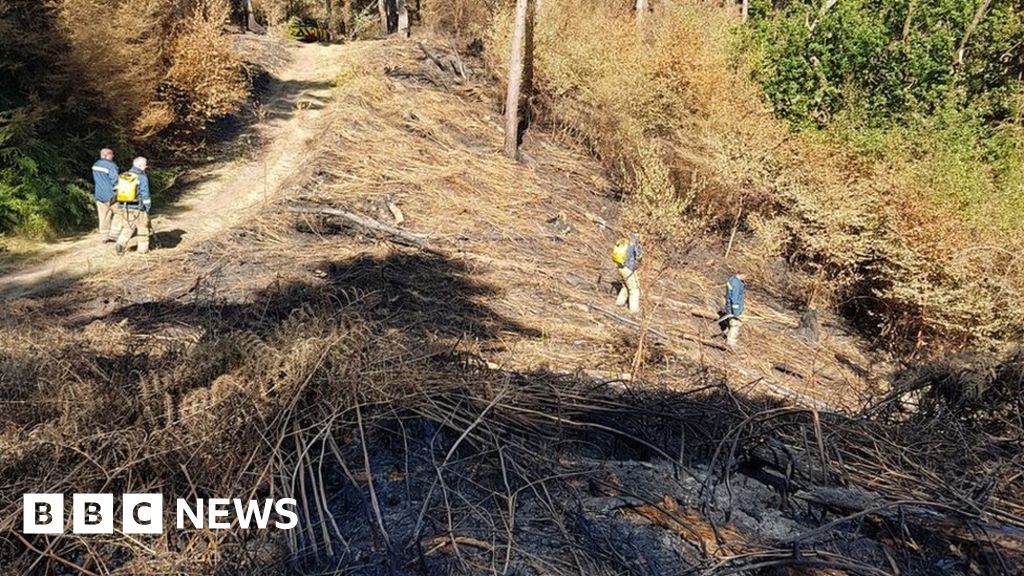 Woodland fire near Alton out after six days - BBC News