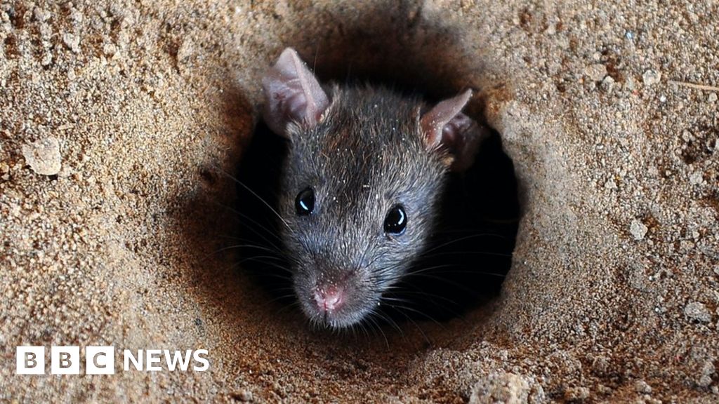 'Rat' cuts short Air India's flight to Milan - BBC News