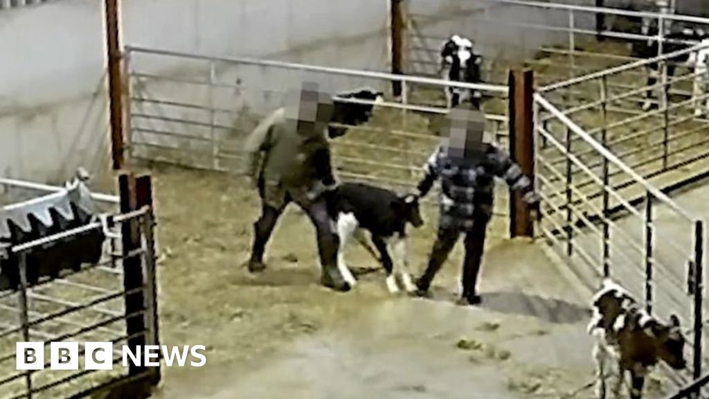 Claims calves abused at Shropshire livestock centre - BBC News