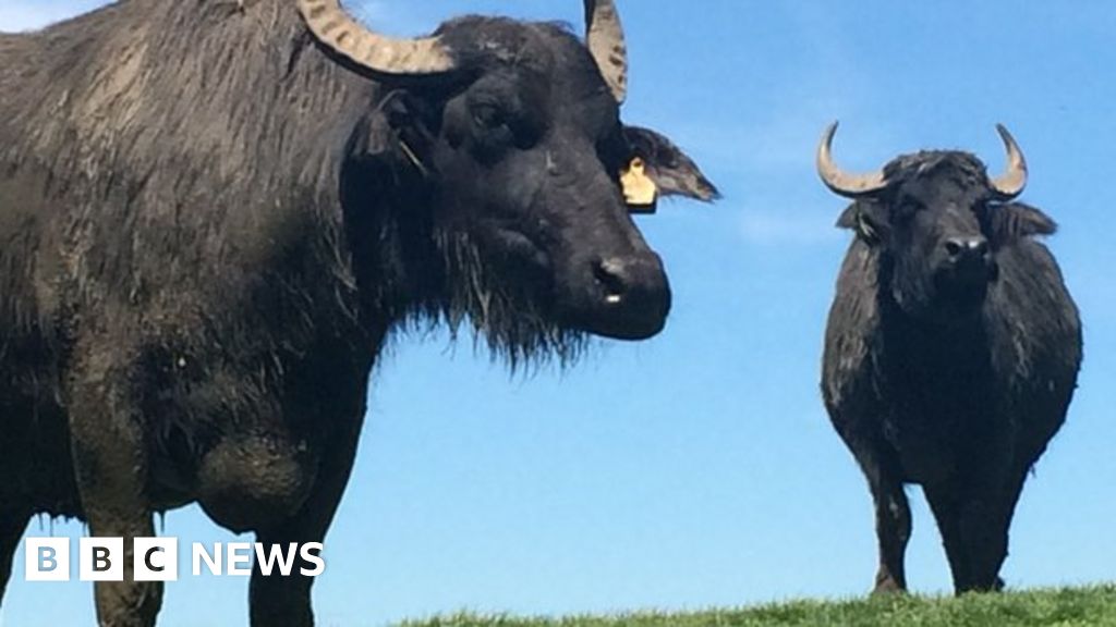 What are the challenges facing Scotland's farming businesses? - BBC News