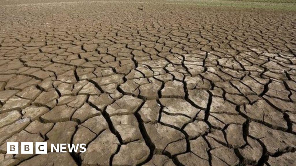 Earth 'entering new extinction phase' - US study - BBC News