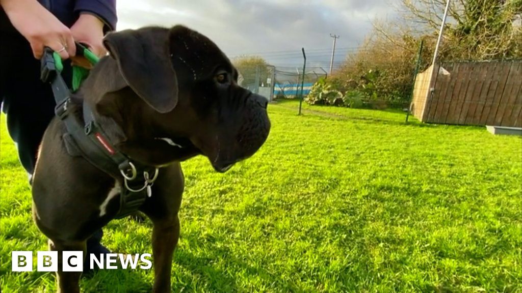 Rescue dog weighing 60kg finds 'wonderful' home
